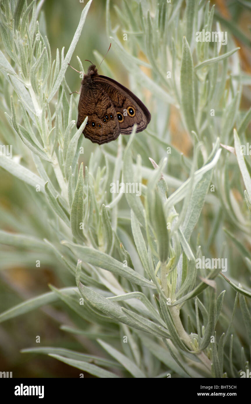 Lepidoptera nymph hi-res stock photography and images - Alamy