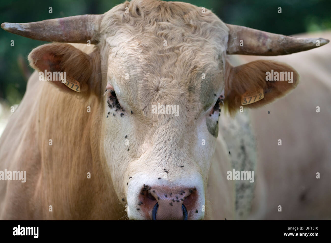 Covered with flies hi-res stock photography and images - Alamy