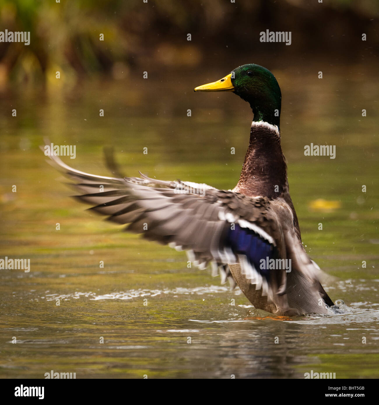 The Mallard water flight Stock Photo - Alamy