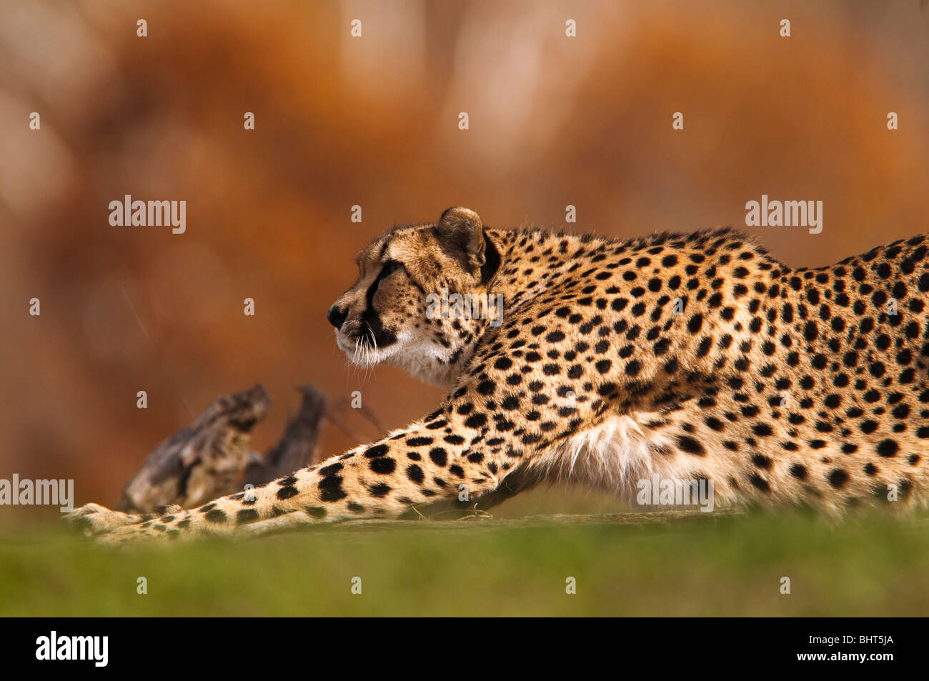 Predator animals hi-res stock photography and images - Alamy