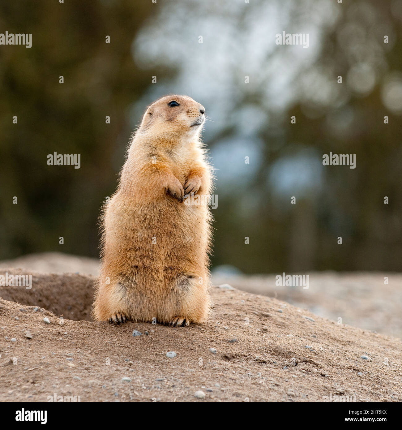 Praire Dog lookout Stock Photo - Alamy