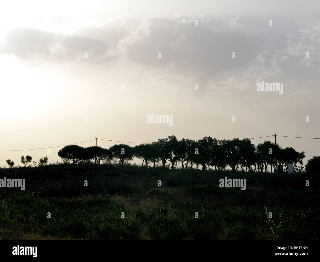 A line of trees on the horizon Stock Photo - Alamy