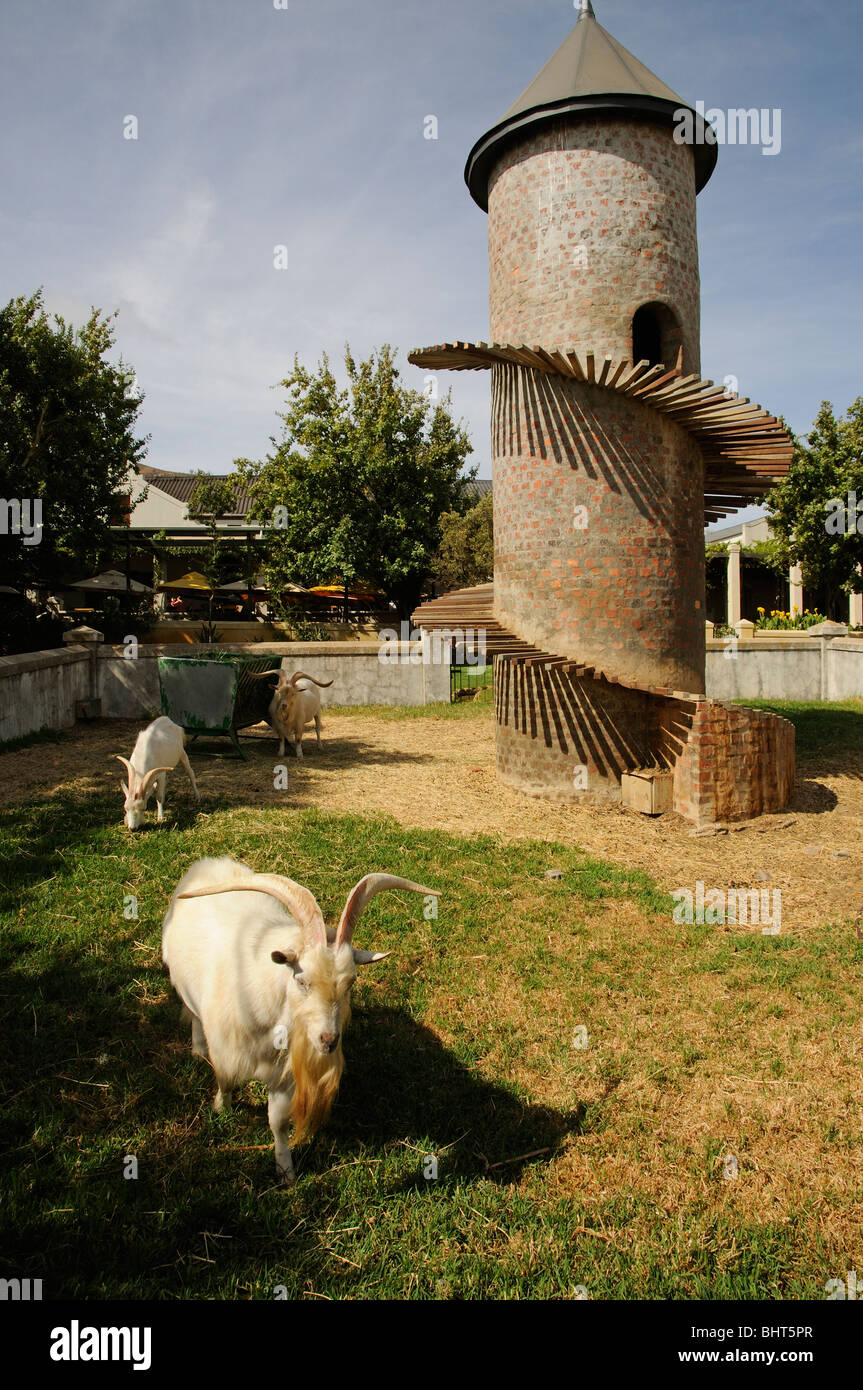Goats and the goat tower at Fairview Wine Estate winery close to Paarl ...