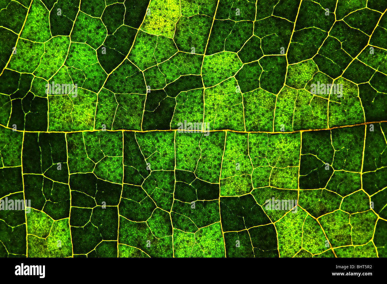 Leaf cells hi-res stock photography and images - Alamy