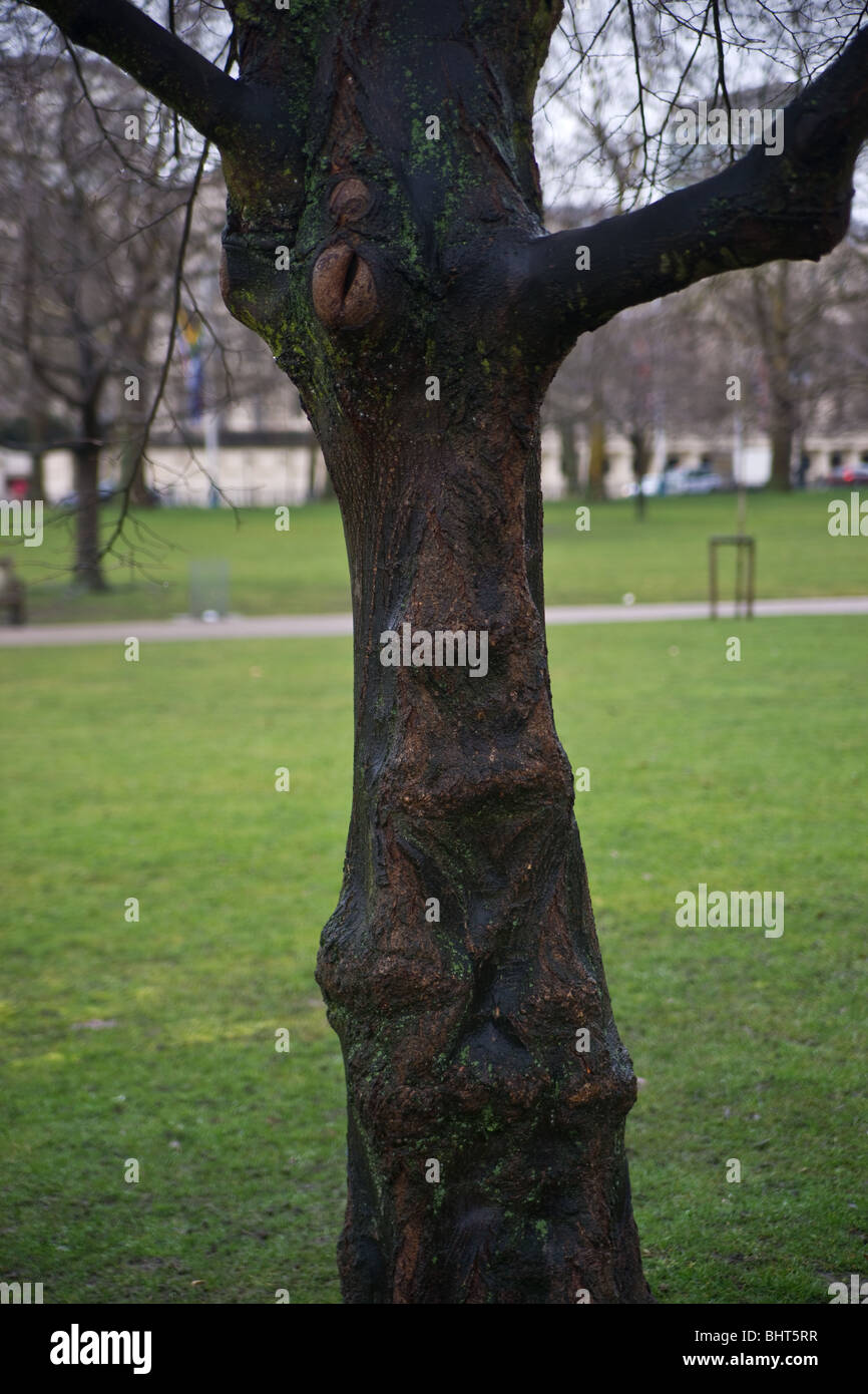 Tree ent face hi-res stock photography and images - Alamy