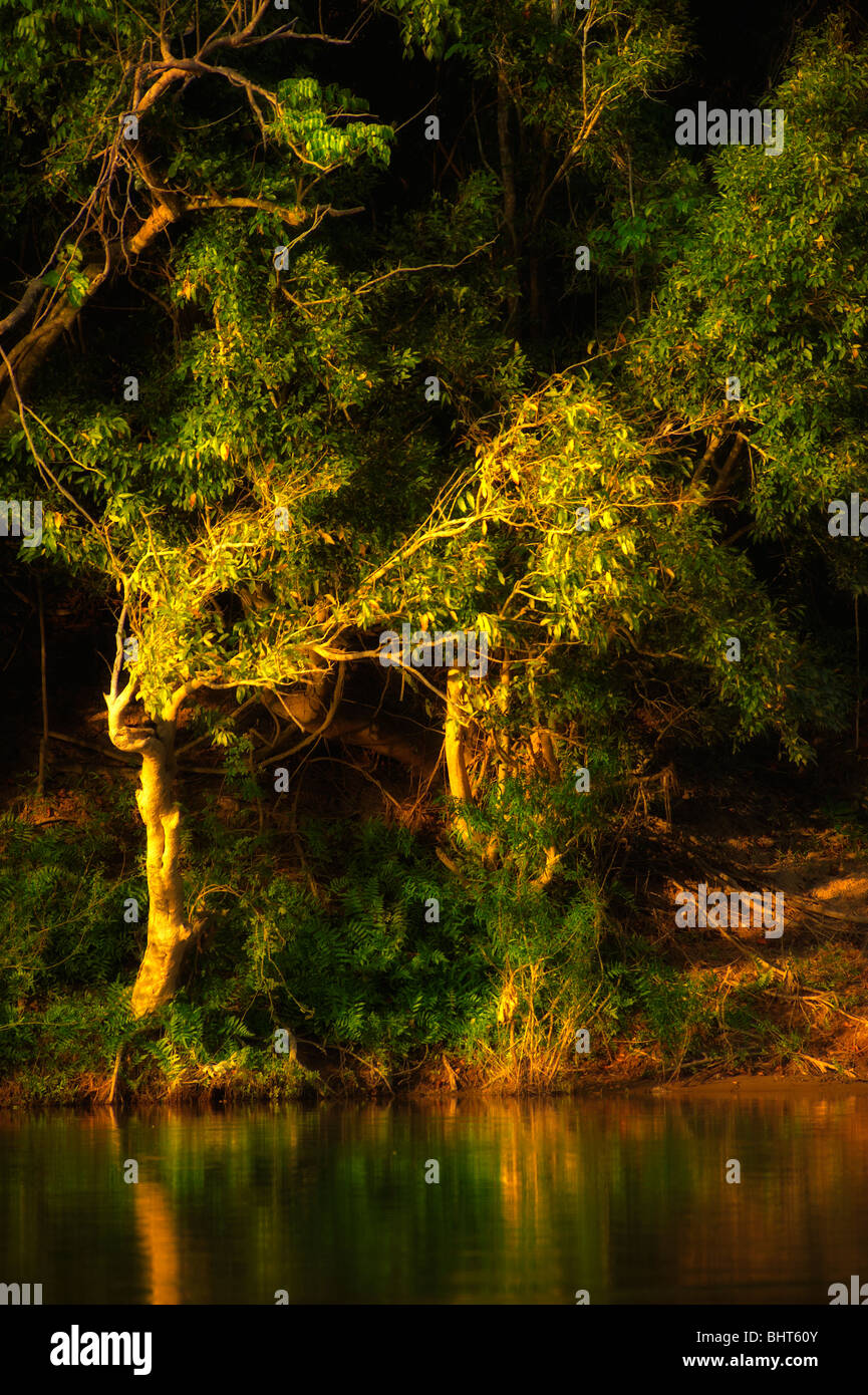 Laos vietnam palm tree hi-res stock photography and images - Alamy