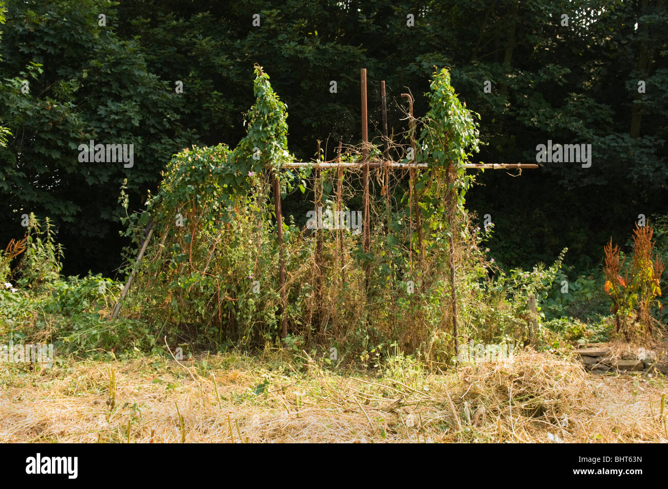 Runner bean frame on an allotment plot completely overrun with bindweed ...