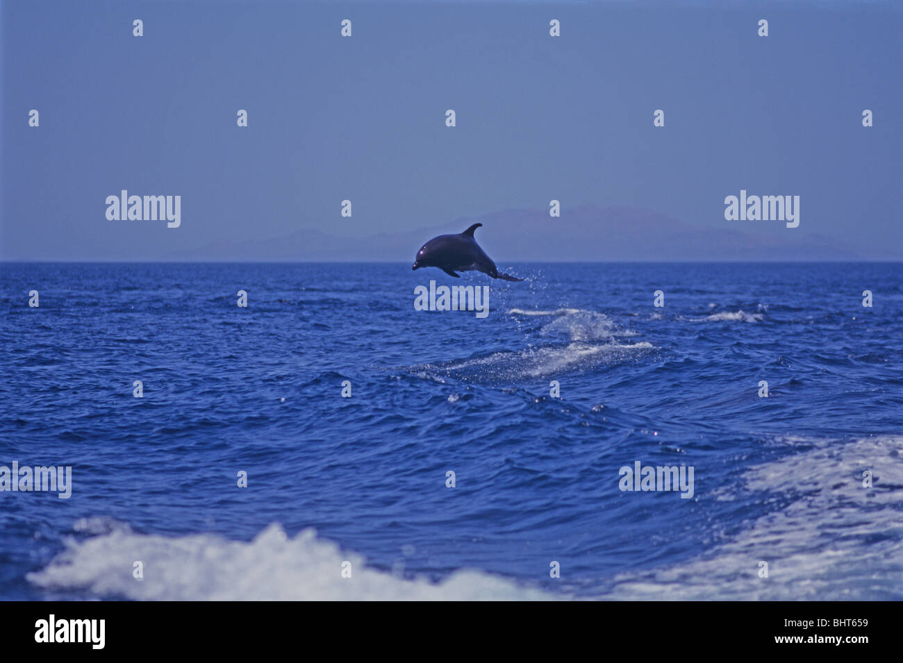 BOTTLENOSE DOLPHIN JUMPING, BAJA CALIFORNIA, MEXICO Stock Photo - Alamy