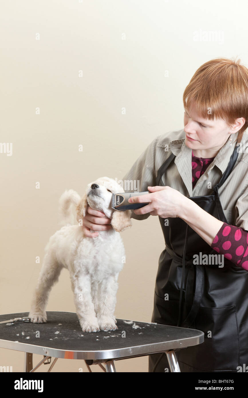 Dog parlour hi-res stock photography and images - Alamy
