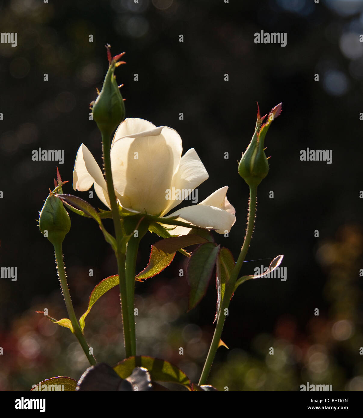 White Rose With Three Buds Stock Photo - Alamy