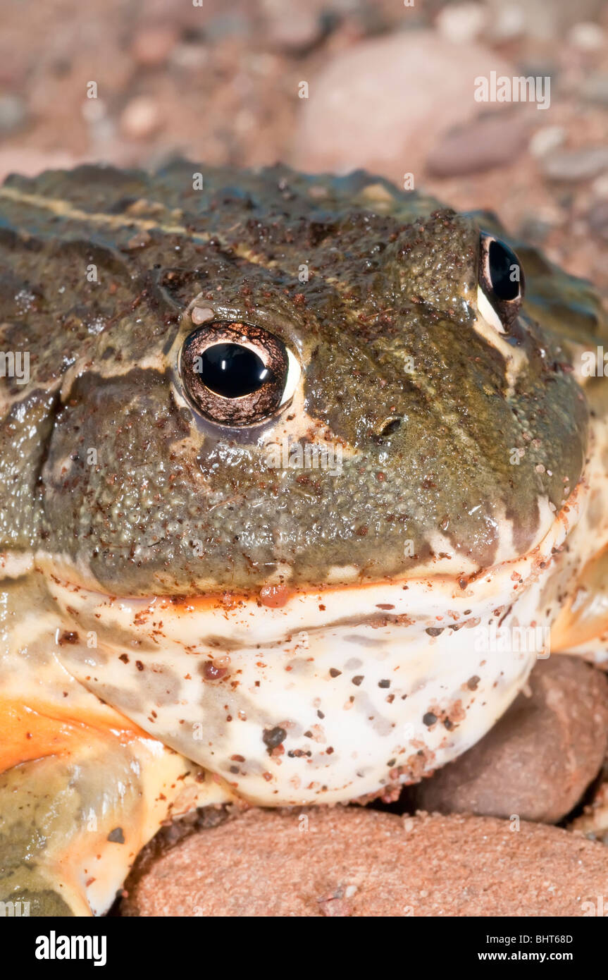 African Bullfrog South Africa High Resolution Stock Photography and ...