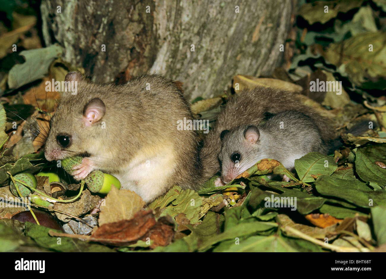 Edible dormouse eating hi-res stock photography and images - Alamy