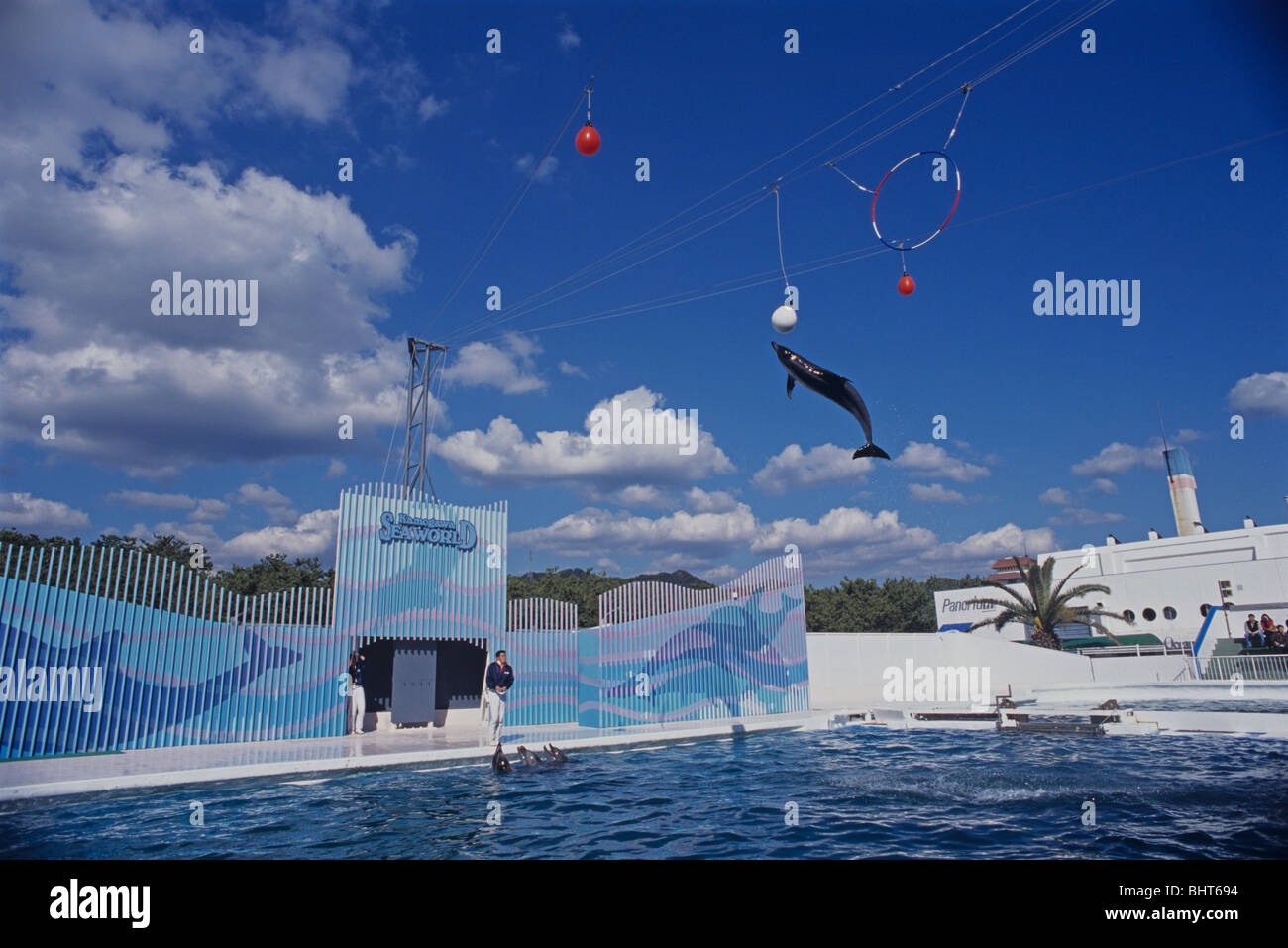 BOTTLENOSE DOLPHIN JUMPING AT SHOW Stock Photo - Alamy