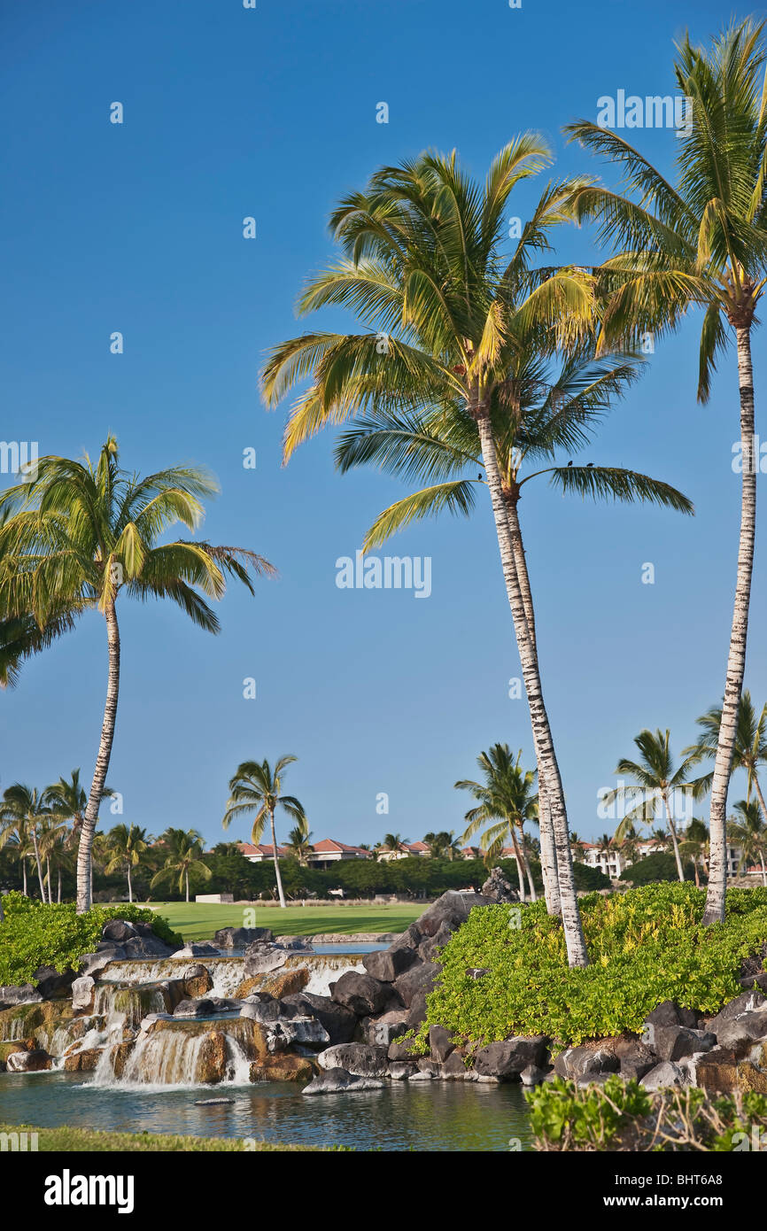 Palm Tree In Kona Hawaii at Connie Goodin blog
