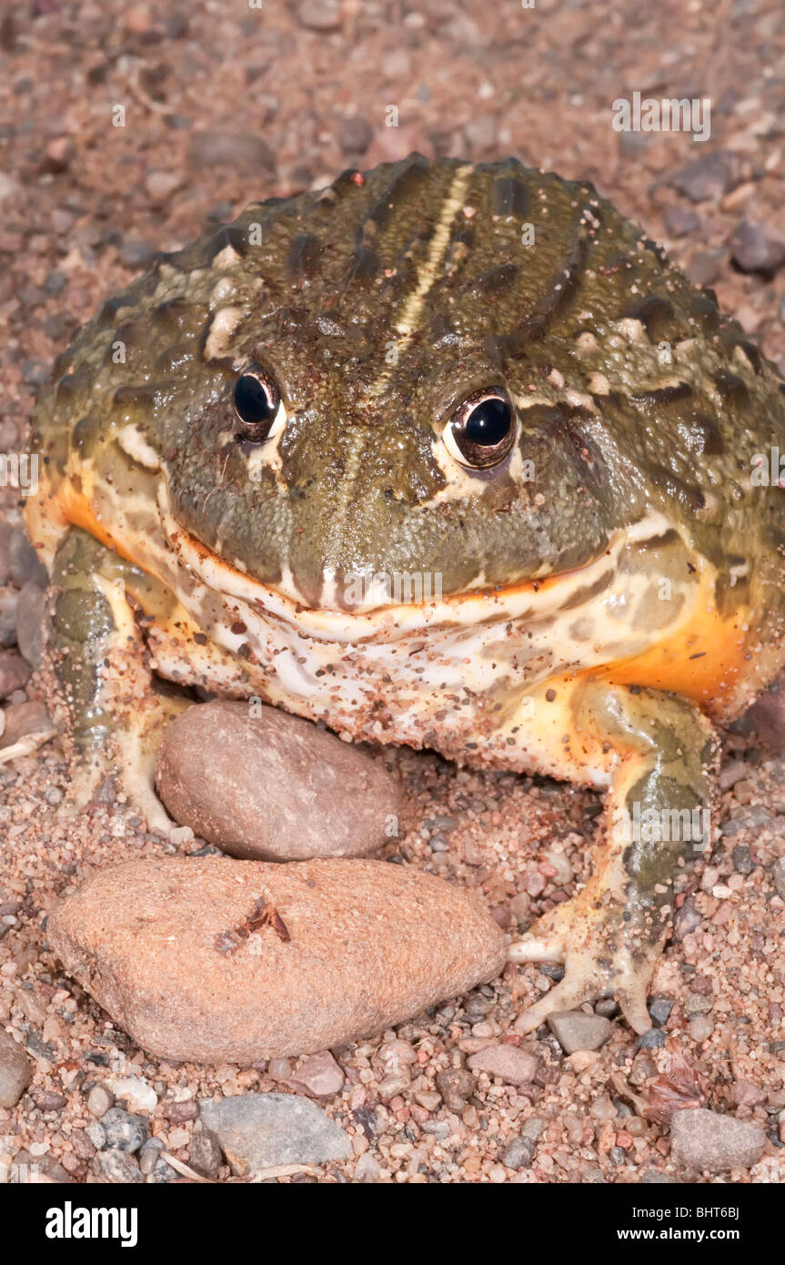 African pixie frog hi-res stock photography and images - Alamy