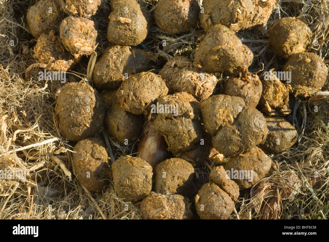 European Beaver (Castor fiber). Droppings or defecation pellets. On ...