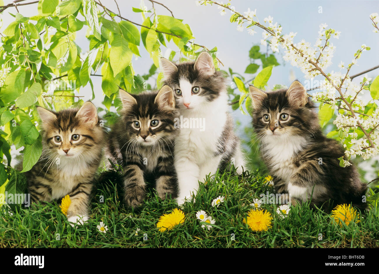 Four little kittens group hi-res stock photography and images - Alamy