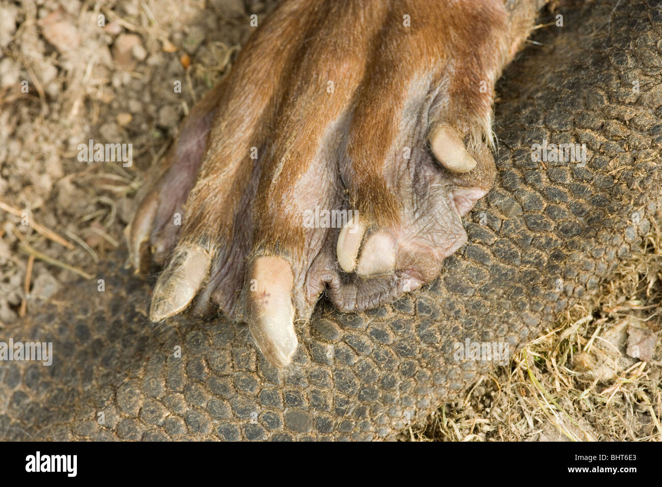 European Beaver (Castor fiber). Showing rear foot adaptation of webbing ...
