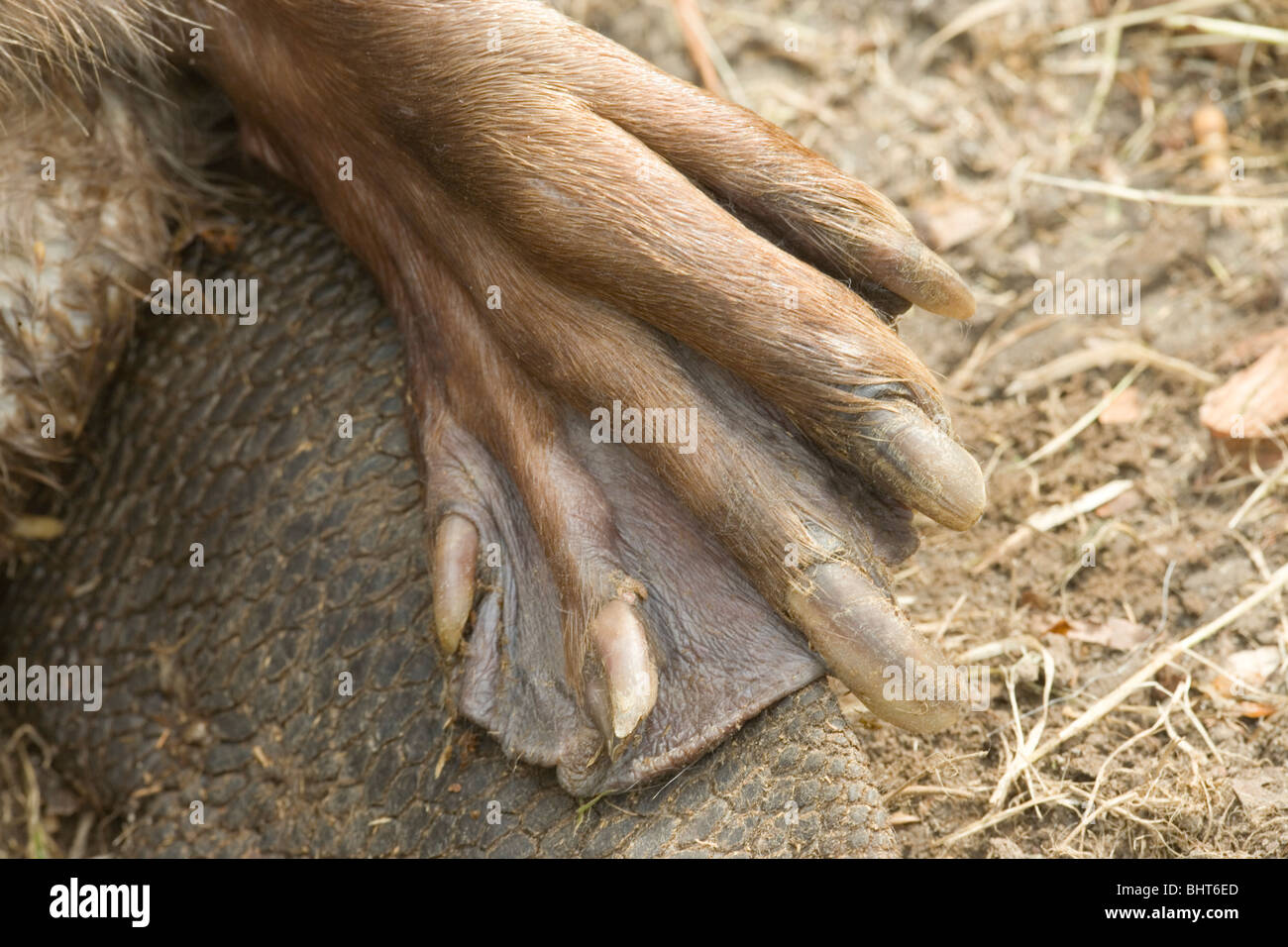 European Beaver (Castor fiber). Showing rear foot adaptation of webbing ...