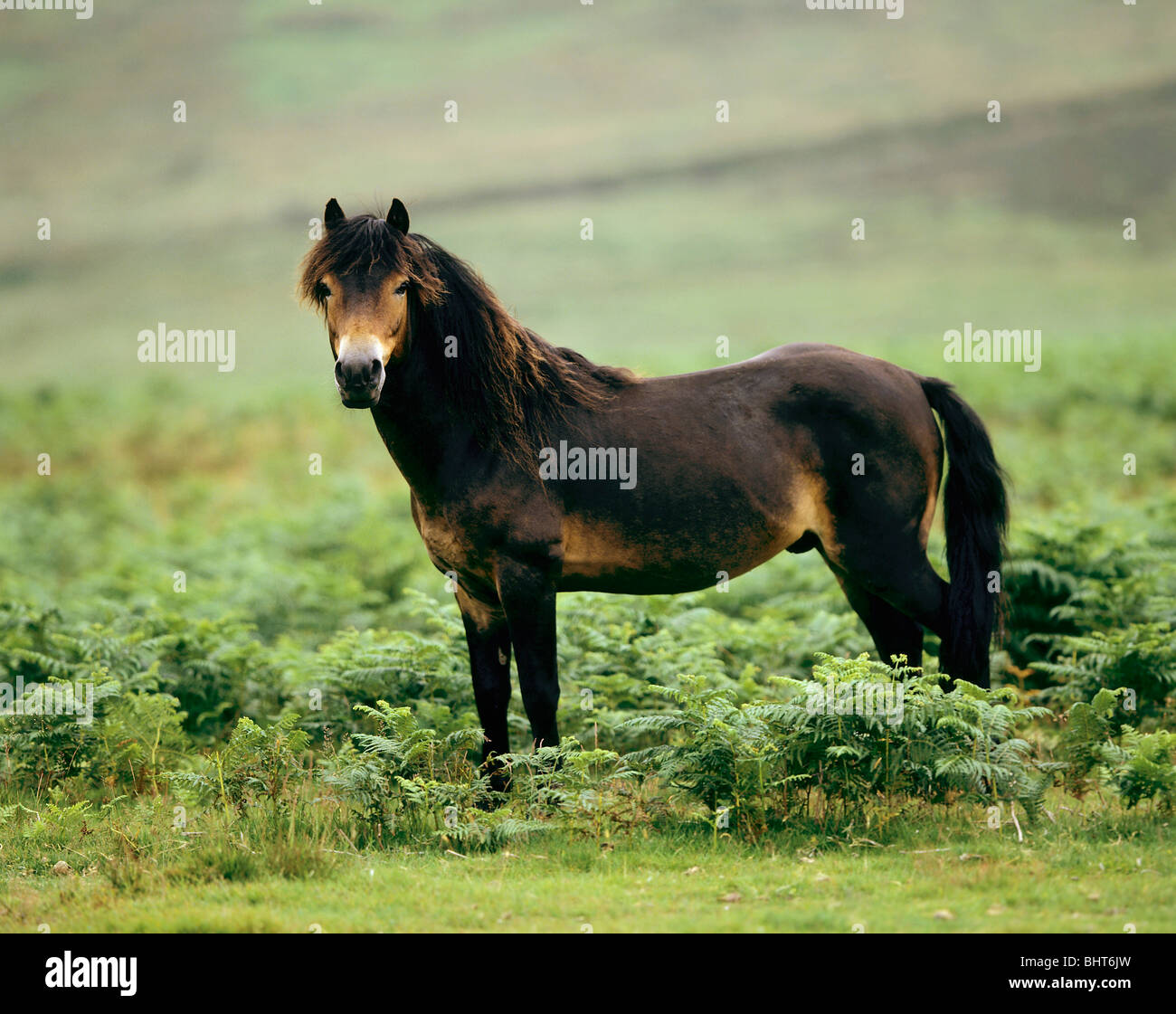 Exmoor Pony horse - standing Stock Photo - Alamy