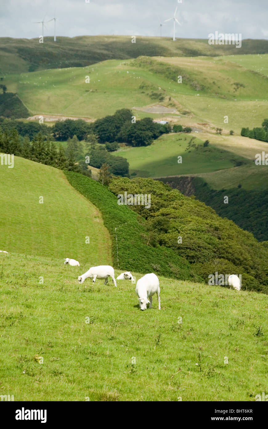 Newly Shorn White Sheep Grazing in Field on Rolling Welsh Hillside ...