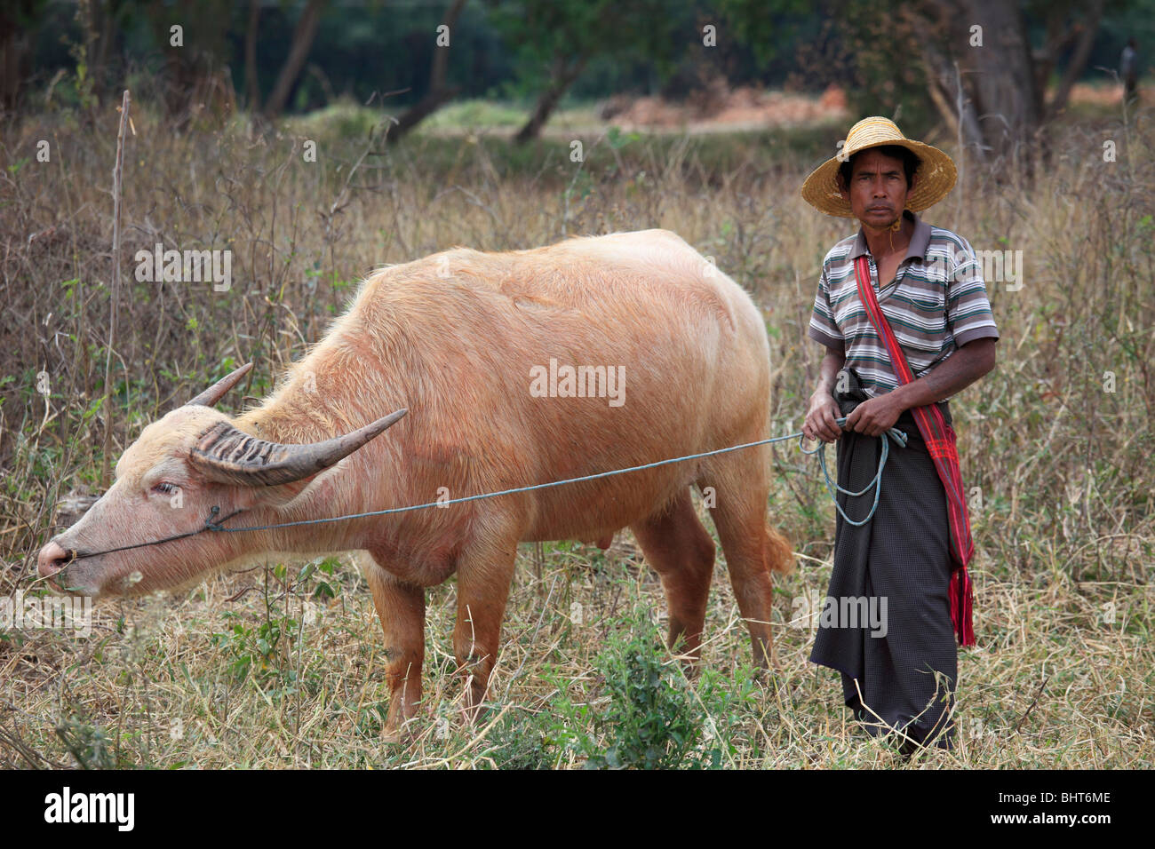 Shan state buffalo hi-res stock photography and images - Alamy