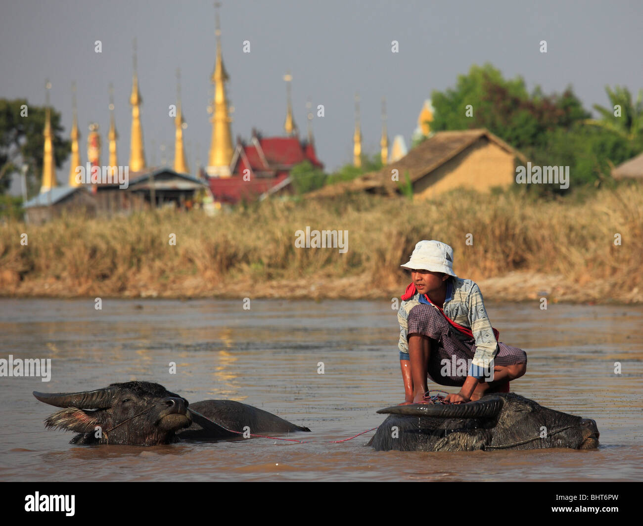 Livestock buffaloes hi-res stock photography and images - Alamy