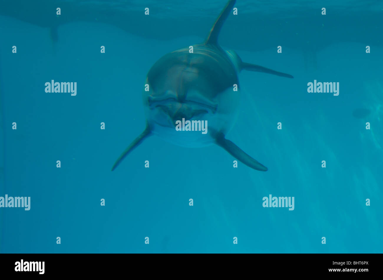 LONG-BEAKED COMMON DOLPHIN Stock Photo - Alamy