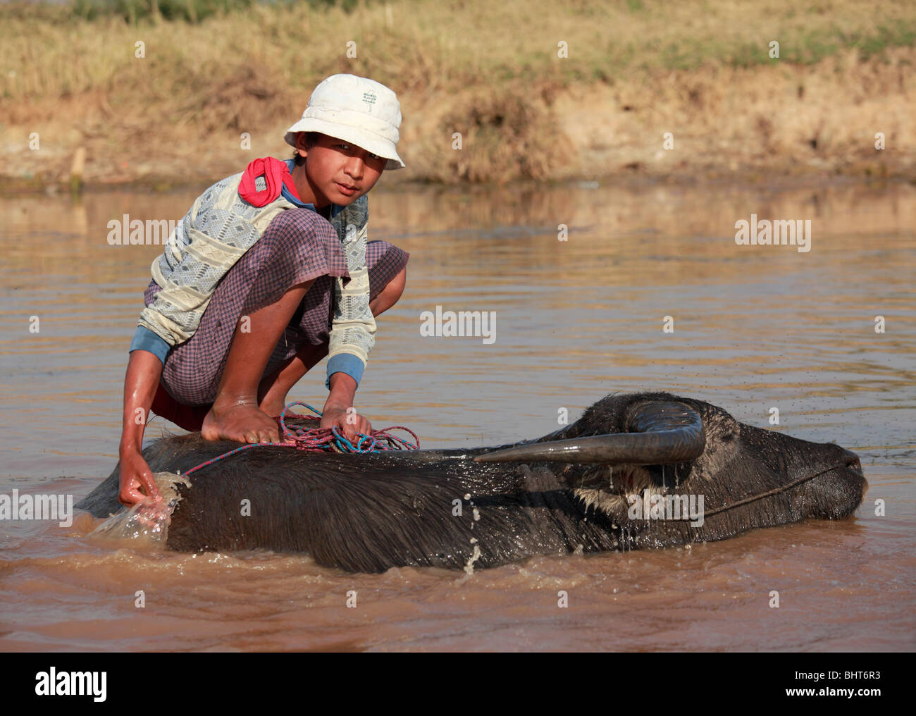 Myanmar, Burma, Nyaungshwe, boy bathing buffaloes, Shan State Stock ...
