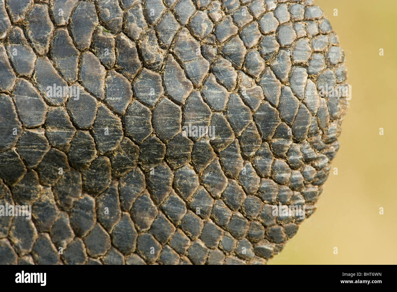 Viewed ventrally hi-res stock photography and images - Alamy