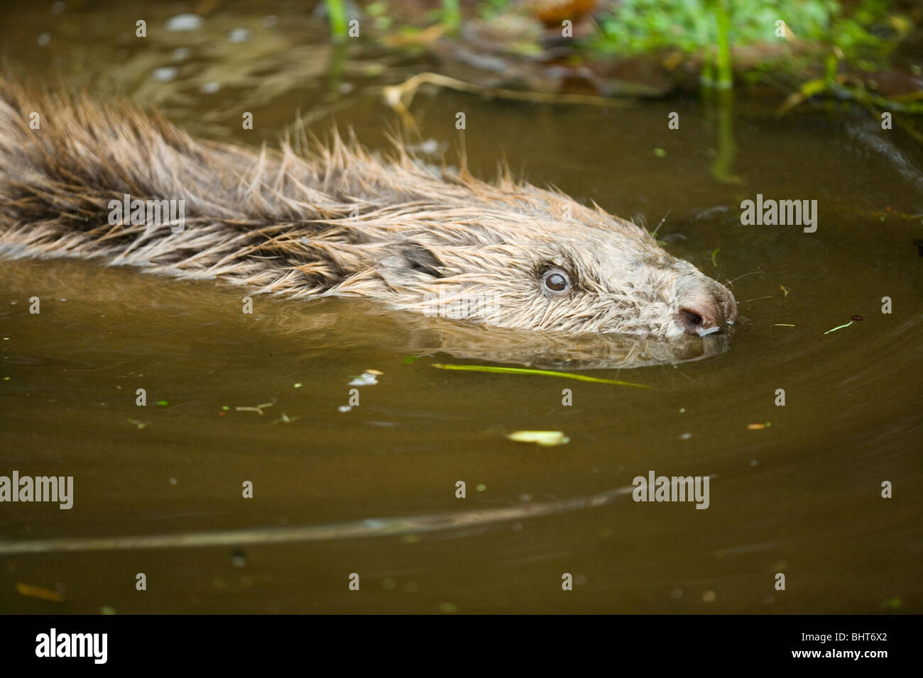 European Beaver (Castor fiber). Showing alignment of eyes, ears and ...