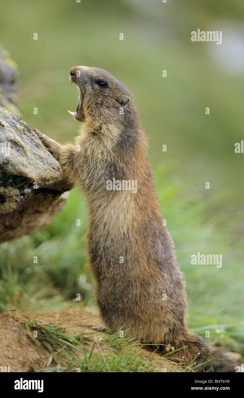 Alpine Marmot Sound