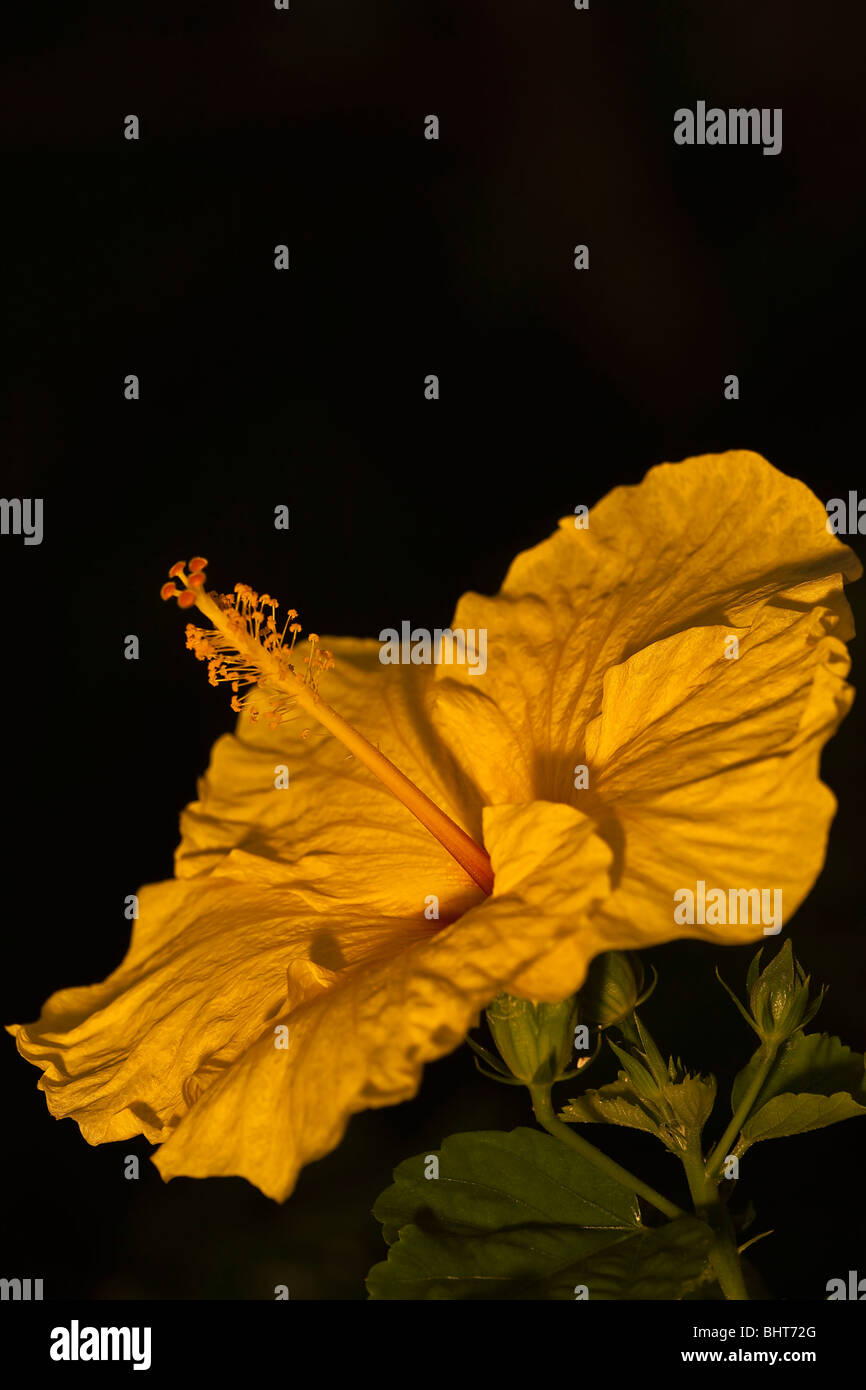 Hawaiian hibiscus hi-res stock photography and images - Alamy