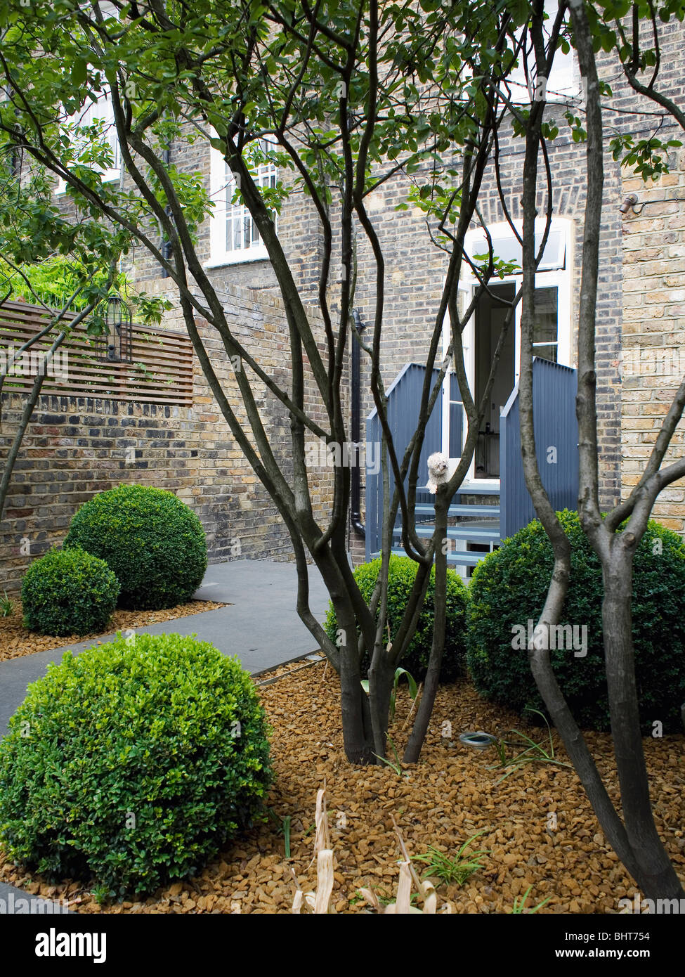 Clipped box shrubs and small tree in mulch-covered bed in townhouse ...