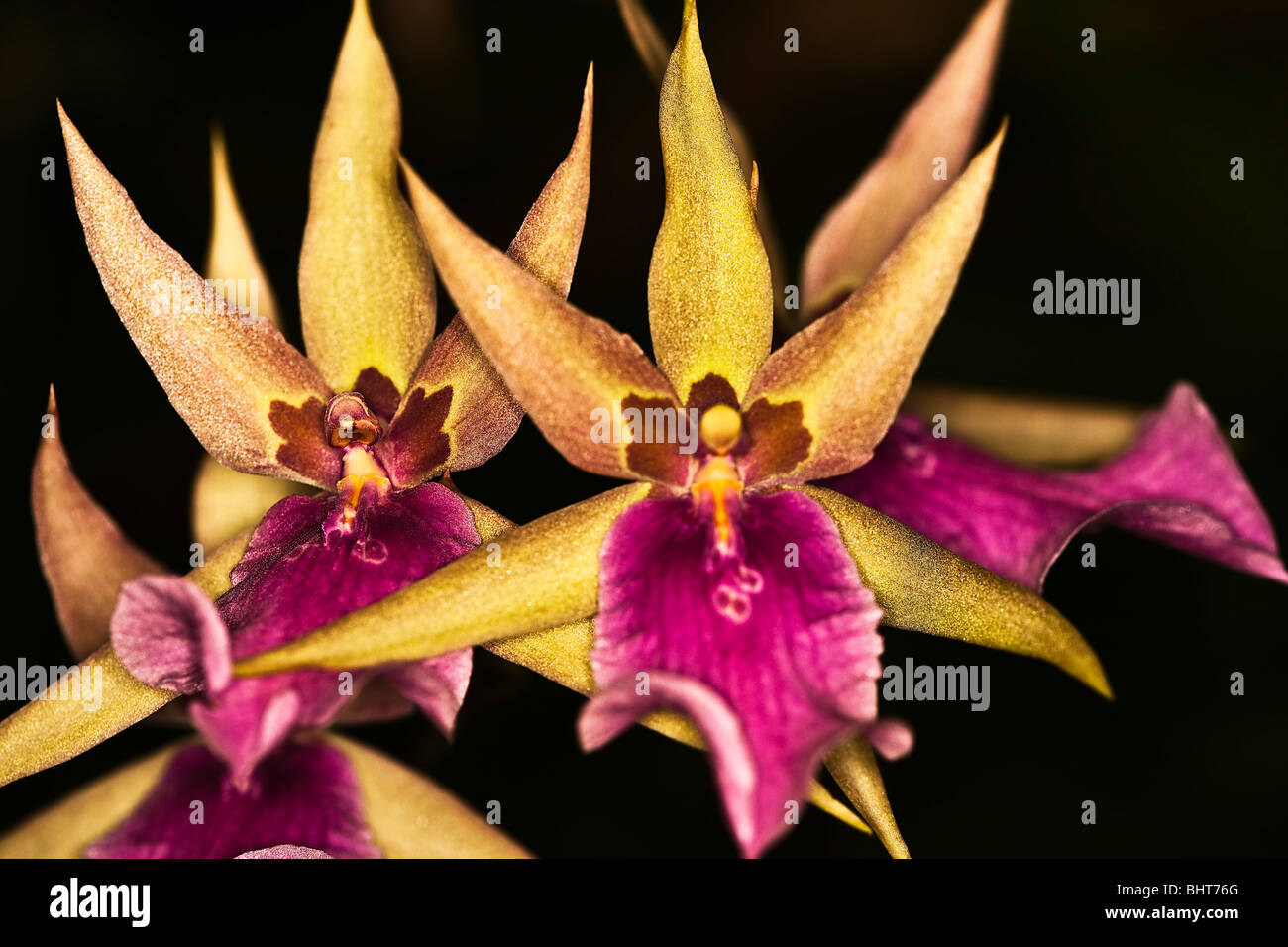 Rose orchids hi-res stock photography and images - Alamy