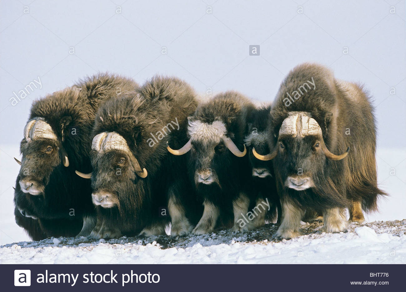 Muskoxen Stock Photos & Muskoxen Stock Images - Alamy
