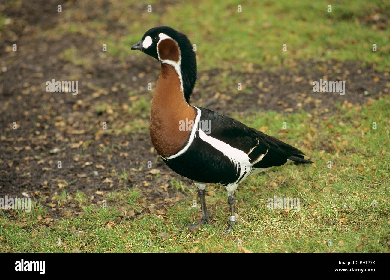 Red-breasted Goose - standing on meadow / Branta ruficollis Stock Photo ...