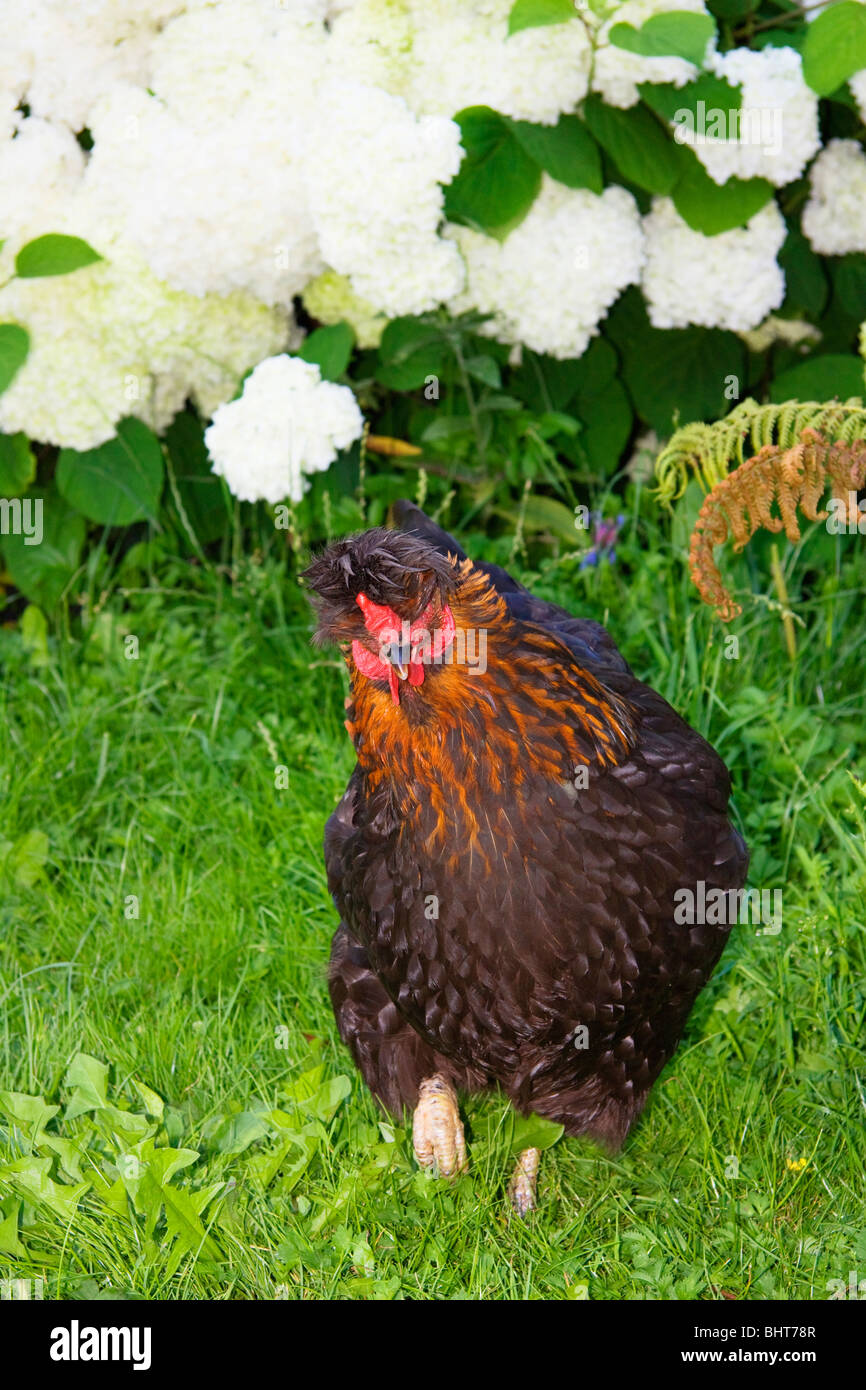 Chicken tail hi-res stock photography and images - Alamy