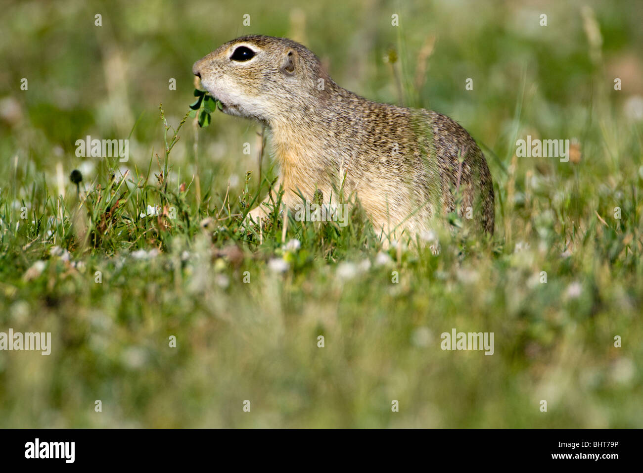 European Souslik (Spermophilus citellus Stock Photo - Alamy