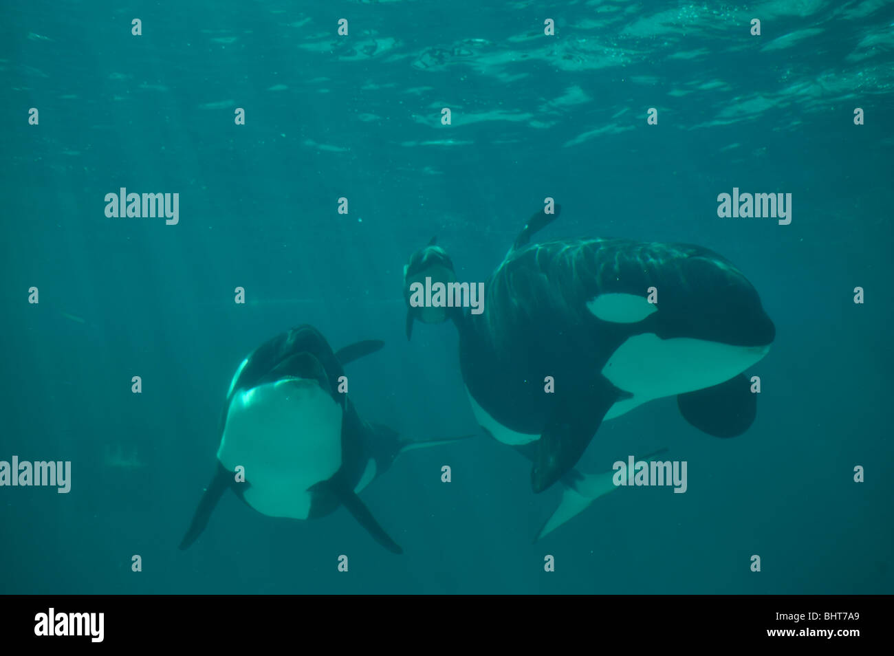 ORCA, KILLER WHALE FAMILY Stock Photo - Alamy