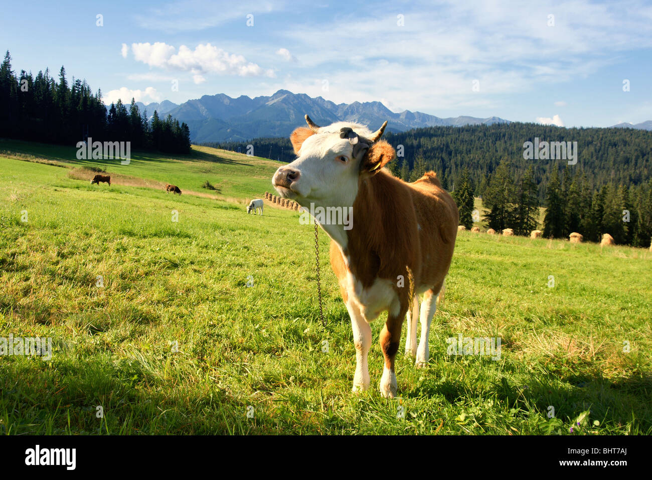 Zakopane tatra tatras roch hill polish hi-res stock photography and ...