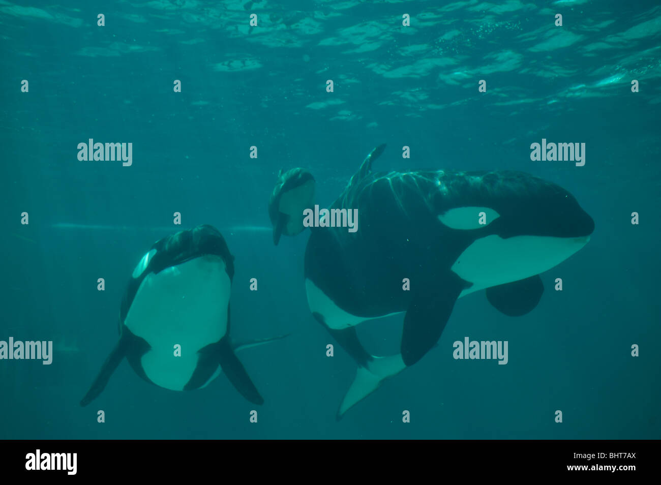 ORCA, KILLER WHALE FAMILY Stock Photo - Alamy