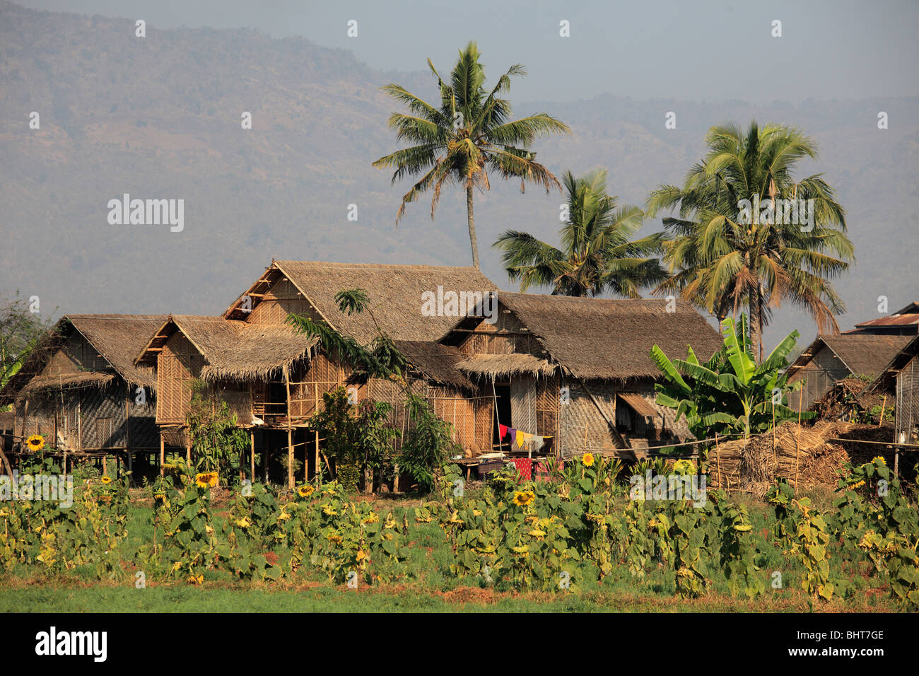 Myanmar, Burma, Inle Lake, rural houses, sunflower field, Shan State ...