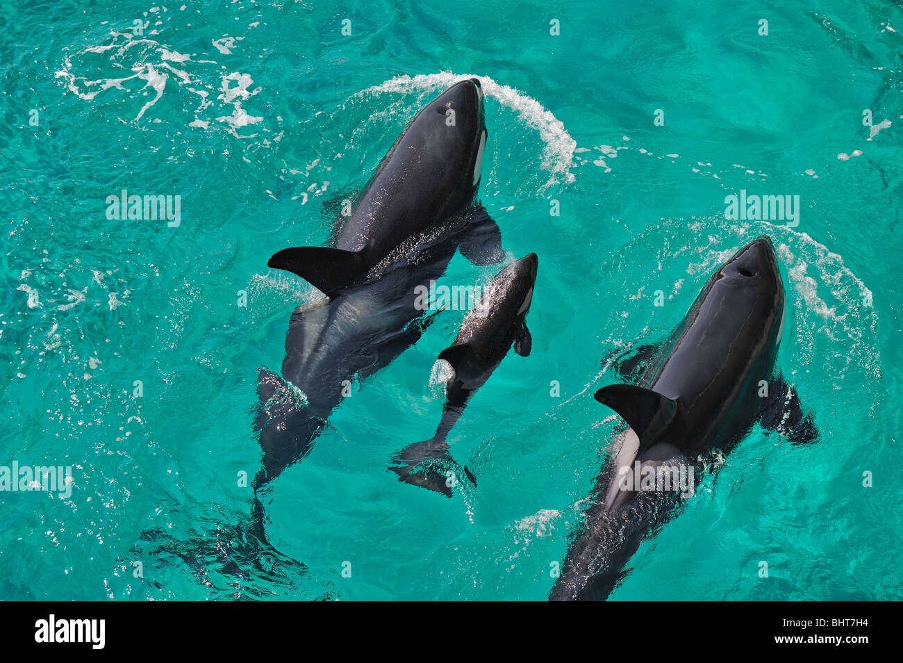 ORCA, KILLER WHALE FAMILY, BREATHING Stock Photo - Alamy