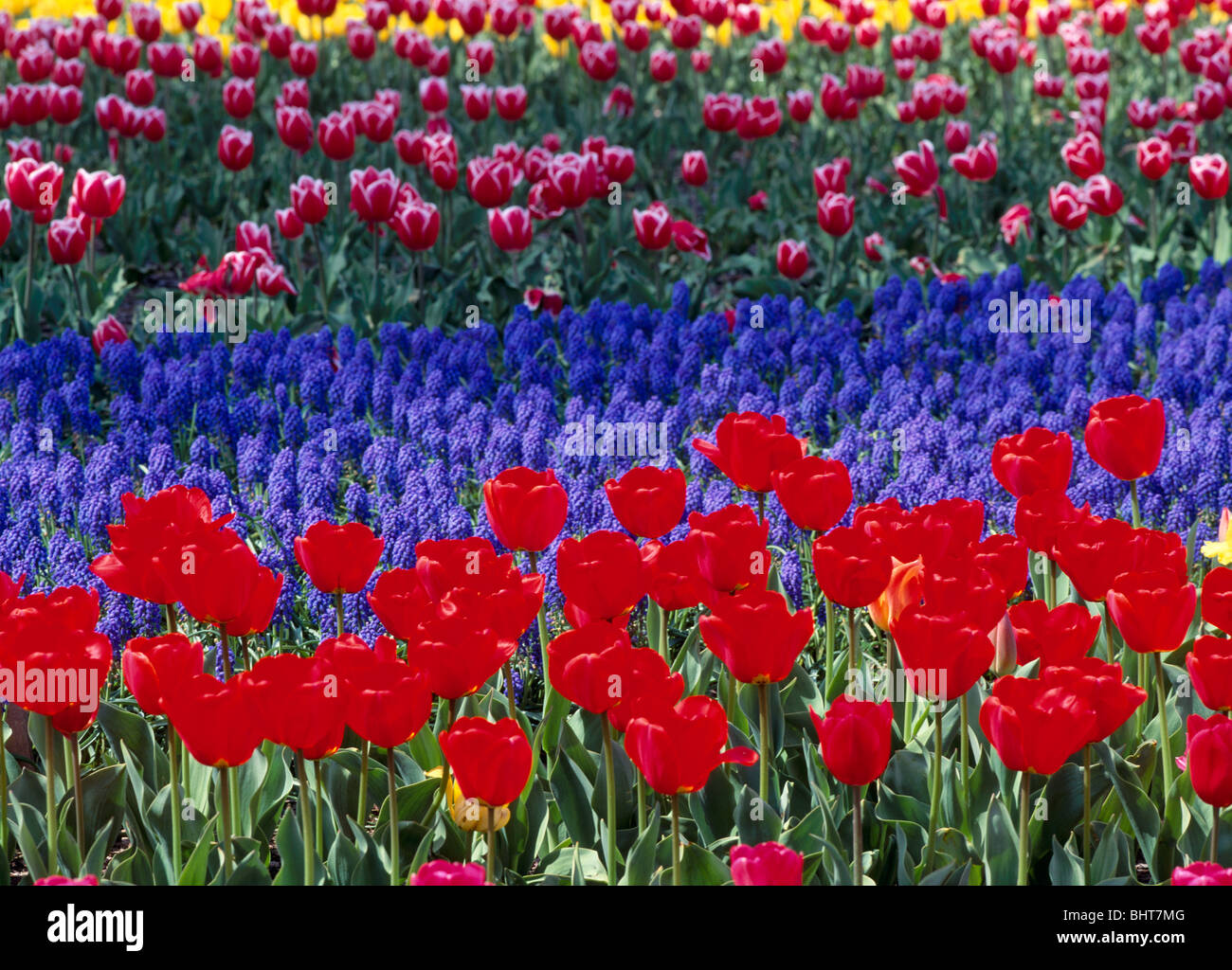 Tulip at Kiso Sansen Park, Kaizu, Gifu, Japan Stock Photo - Alamy