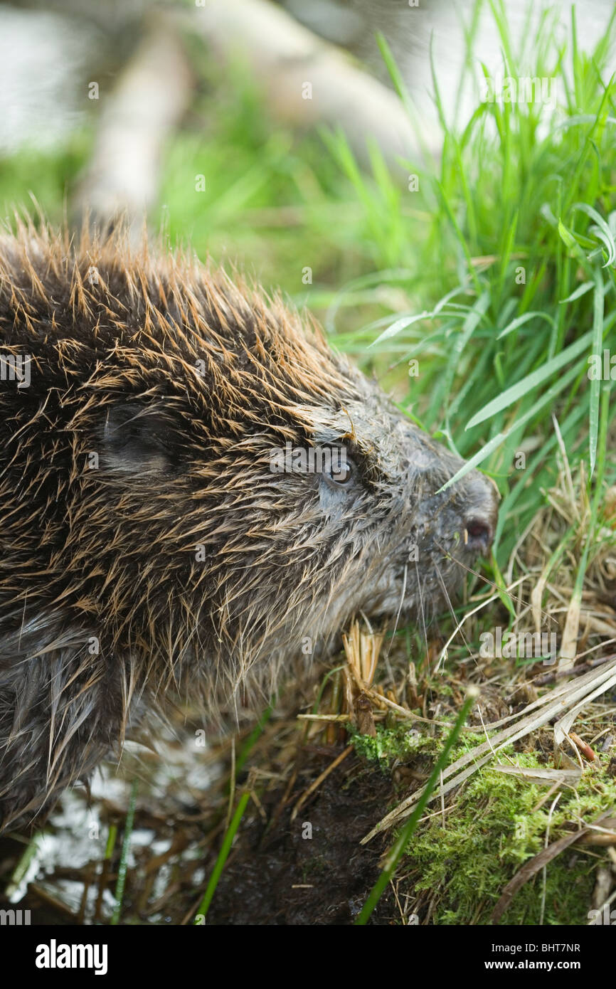 Beaver castor fiber feeding hi-res stock photography and images - Alamy