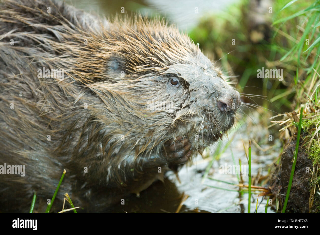 European Beaver (Castor fiber). Washing face. Grooming Stock Photo - Alamy