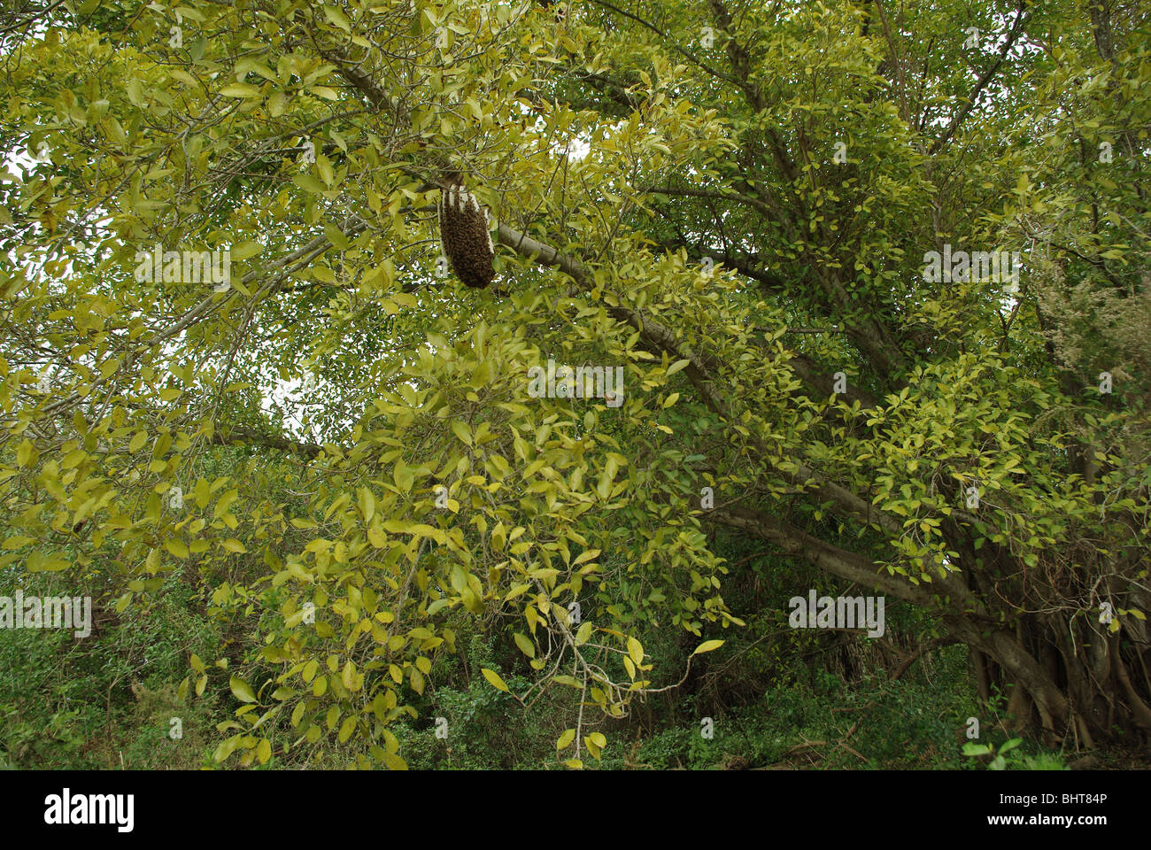 Nest of Wild Bees in the forest of Key Biscayne island (Miami area ...