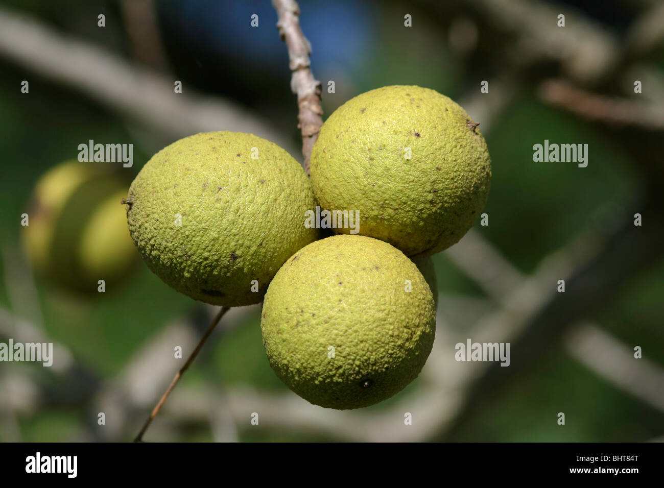 Walnuts on a Tree Branch Stock Photo - Alamy
