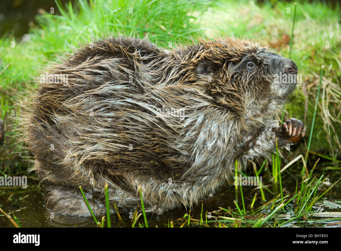 Using claws hi-res stock photography and images - Alamy